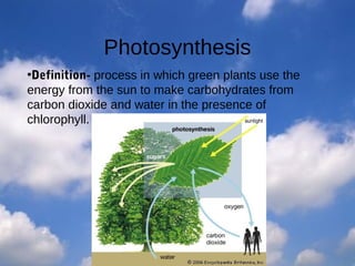 4. the oxygen cycle | PPT
