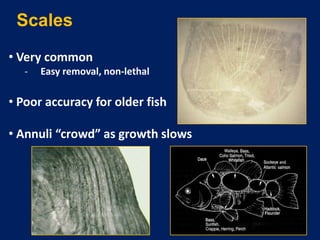 4. determining age, growth and sex of fish and wildlife | PPTX
