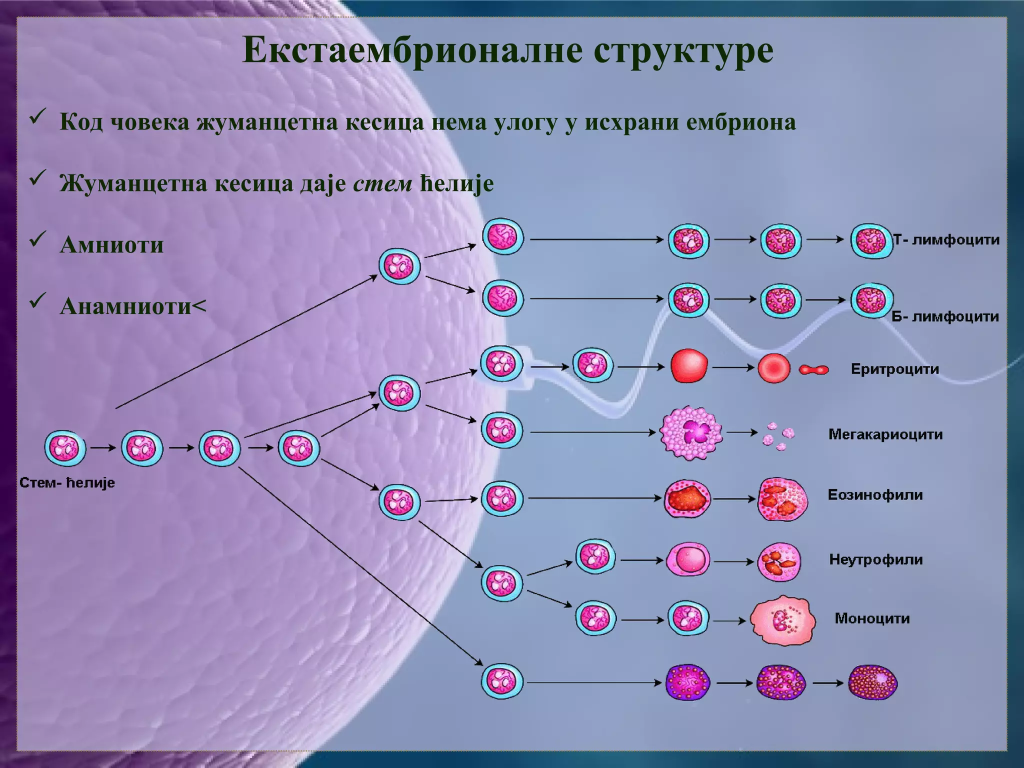 4. Embrionalne adaptacije | PPT