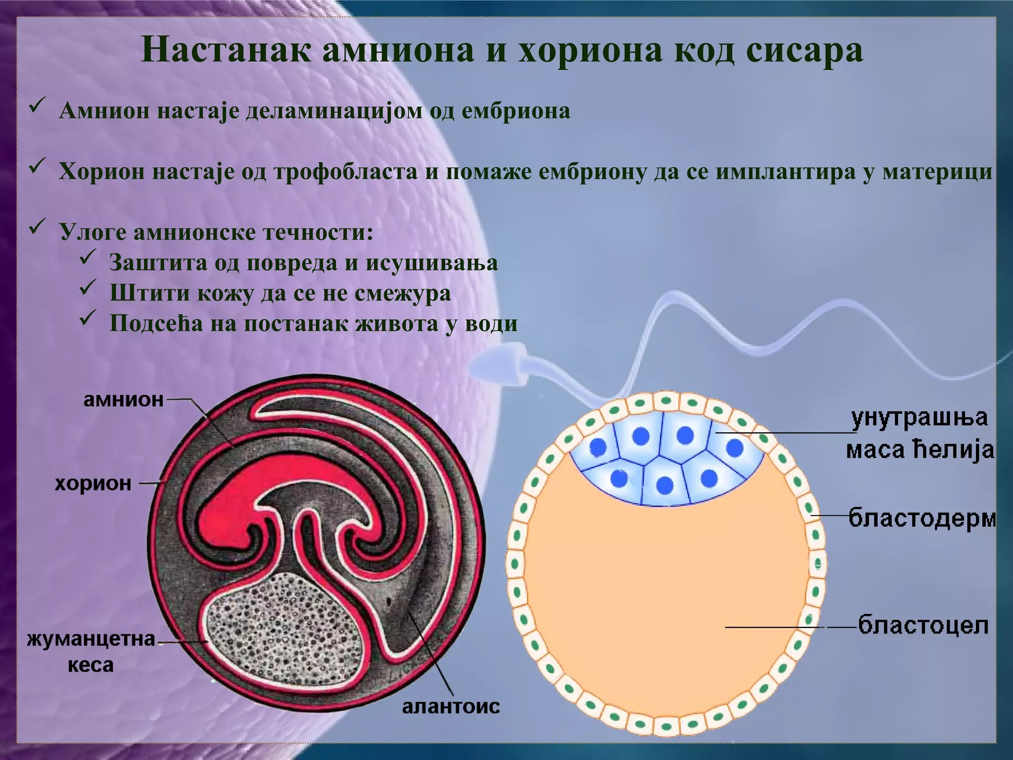 4. Embrionalne adaptacije | PPT