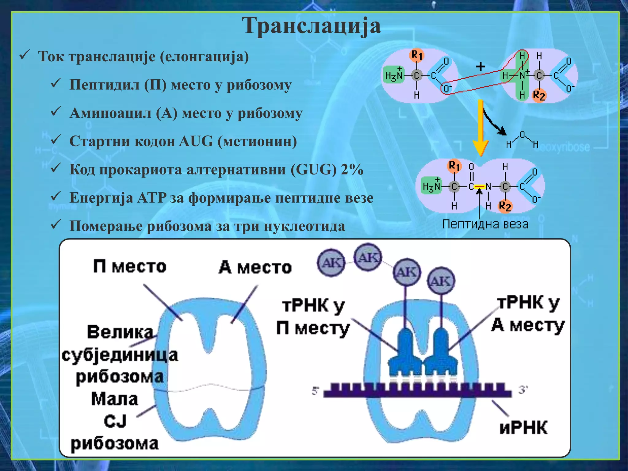 4. Translacija | PPTX