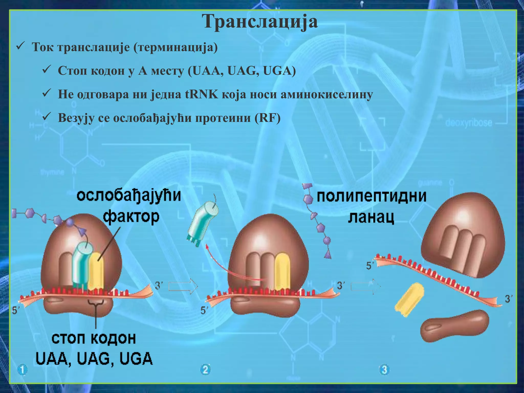 4. Translacija | PPTX