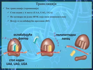 4. Translacija | PPTX