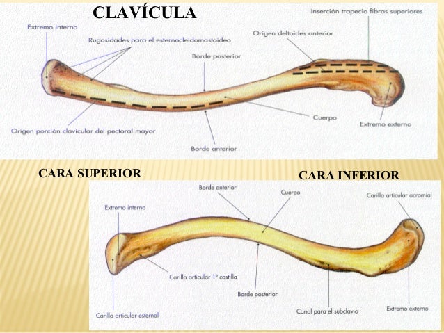 4.1 miembro superior huesos y articulaciones