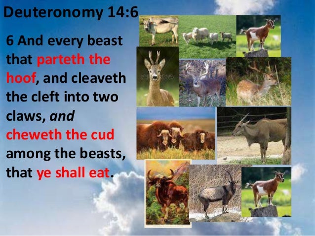 Bible study # 3: clean and unclean 1