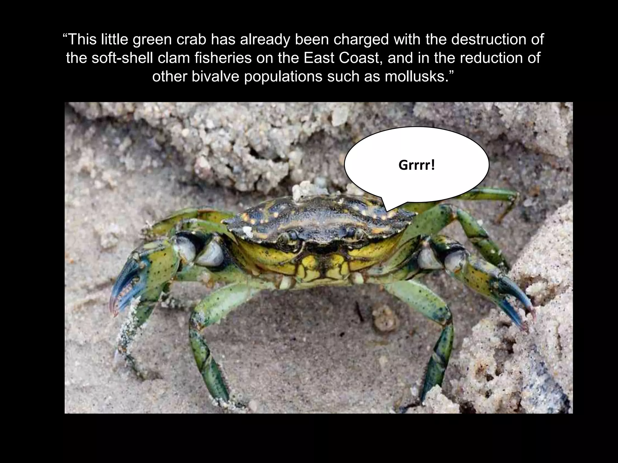 4.10 invasive species sample activity | PPT