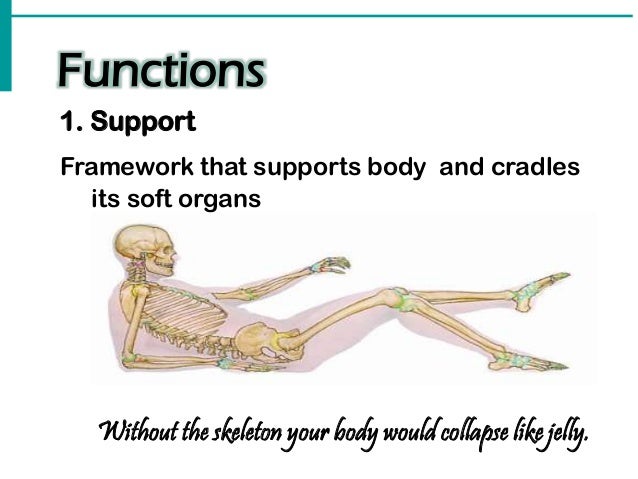4. skeletal system