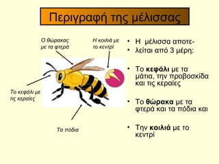 Μέλισσα, μέλι γλυκύτατο | PPT