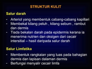 4.1 struktur & fungsi kulit kuliah ap 13 | PPT