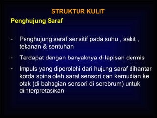 4.1 struktur & fungsi kulit kuliah ap 13 | PPT