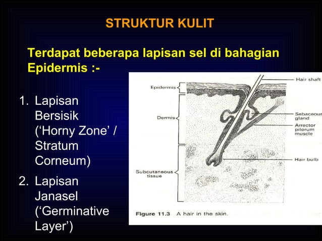 4.1 struktur & fungsi kulit kuliah ap 13 | PPT