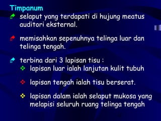 4.3 struktur & fungsi telinga | PPT