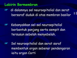 4.3 struktur & fungsi telinga | PPT