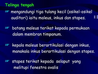4.3 struktur & fungsi telinga | PPT
