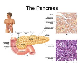 4. digestive s | PPT