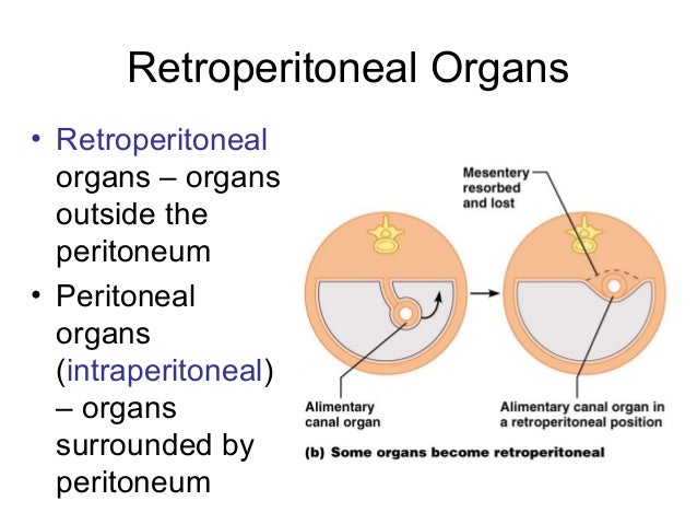 4. digestive s