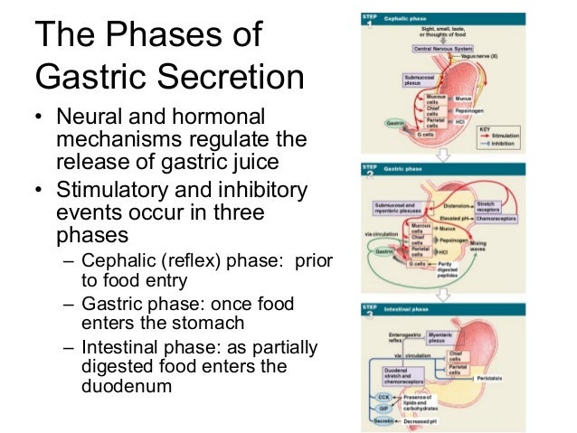 4. digestive s