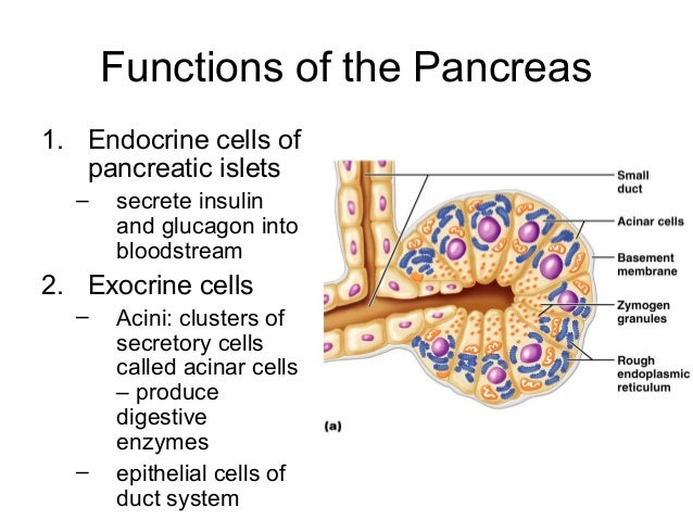 4. digestive s