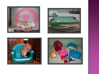 Rekabentuk perumahan dan peralatan pemeliharaan haiwan kesayangan | PPT