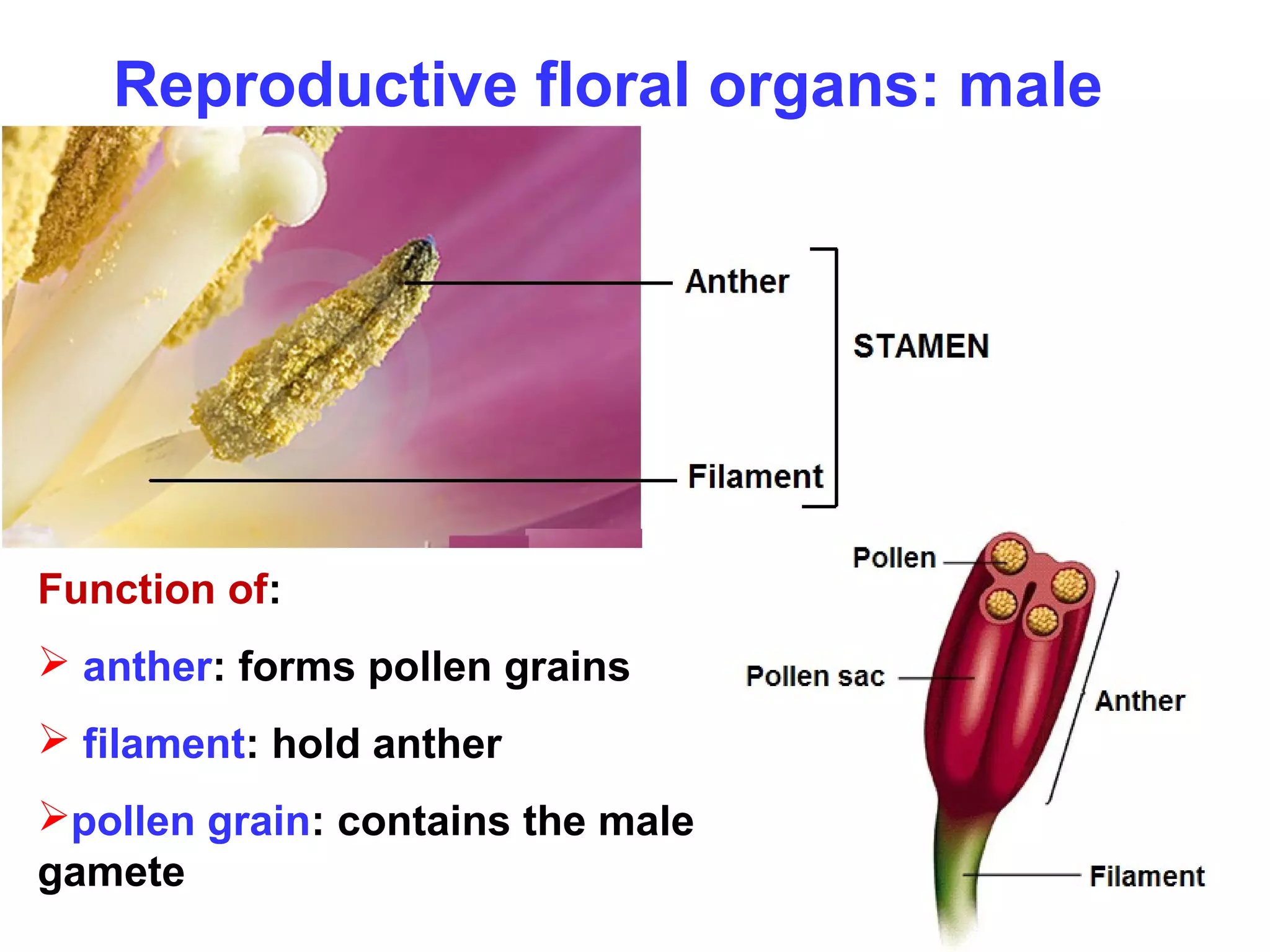 Biology Form 5 Chapter 4 : 4.5 Reproduction in flowering plants | PPT