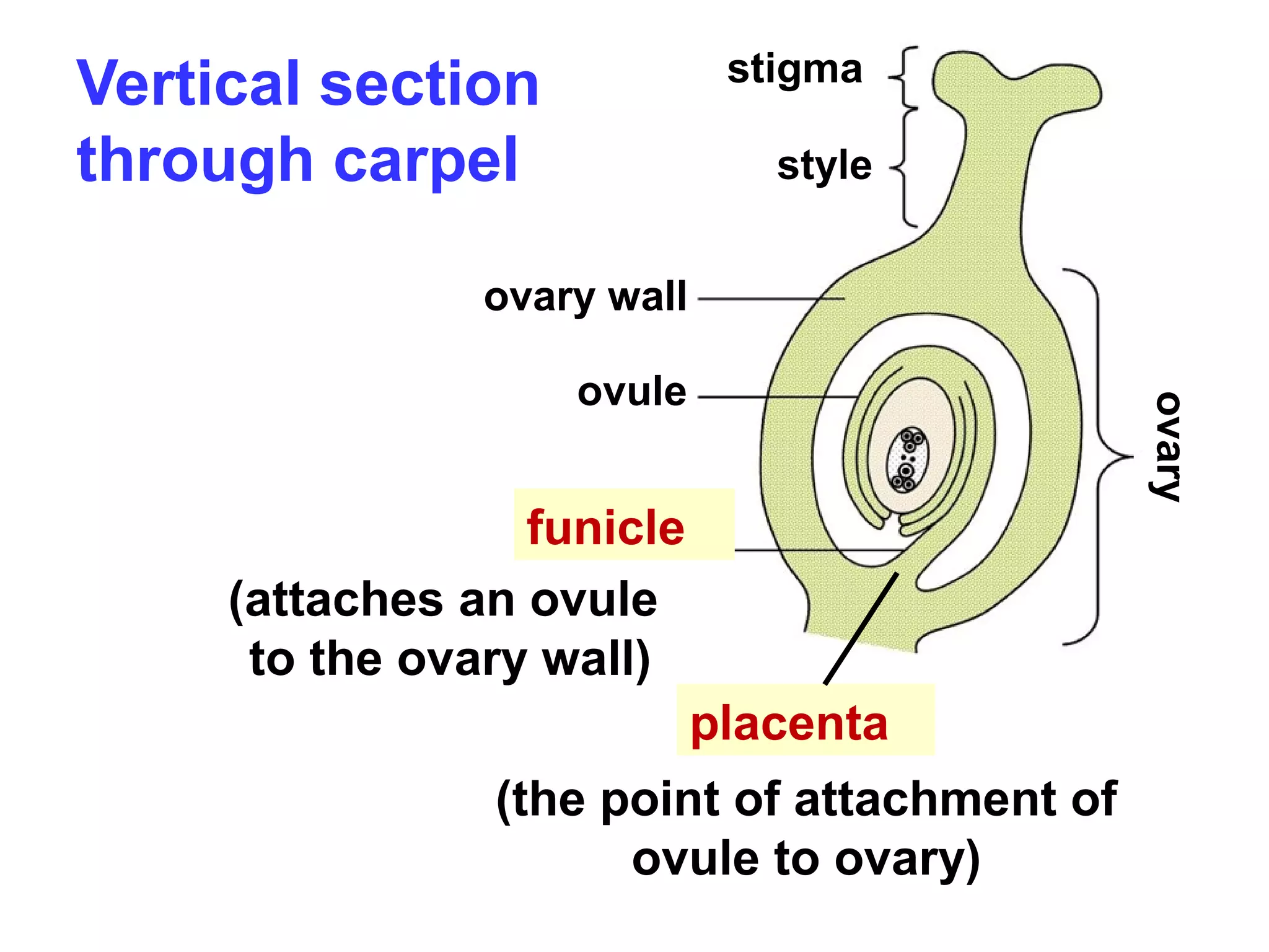 Biology Form 5 Chapter 4 : 4.5 Reproduction in flowering plants | PPT