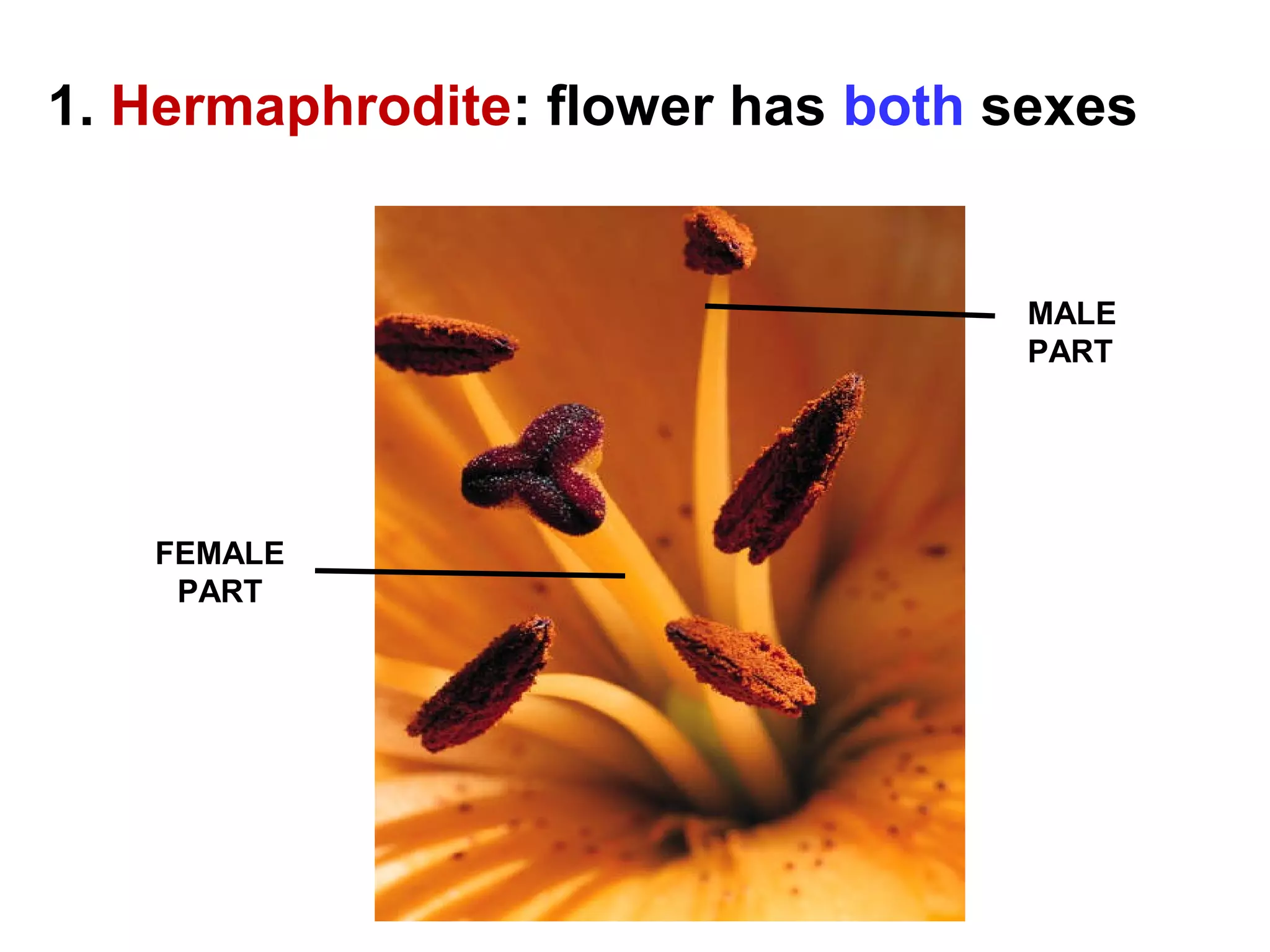 Biology Form 5 Chapter 4 4 5 Reproduction In Flowering Plants Ppt