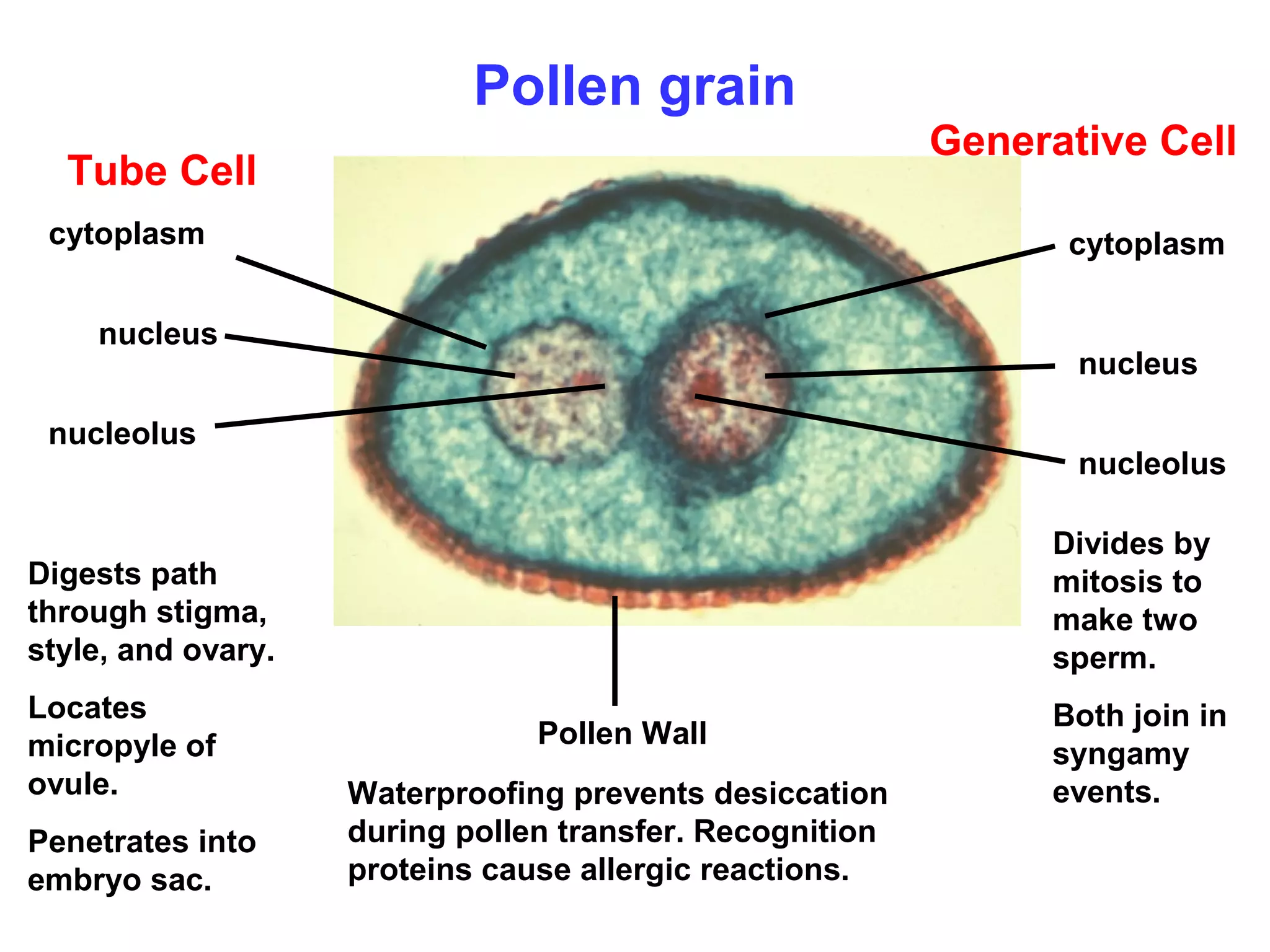 Biology Form 5 Chapter 4 : 4.5 Reproduction in flowering plants | PPT