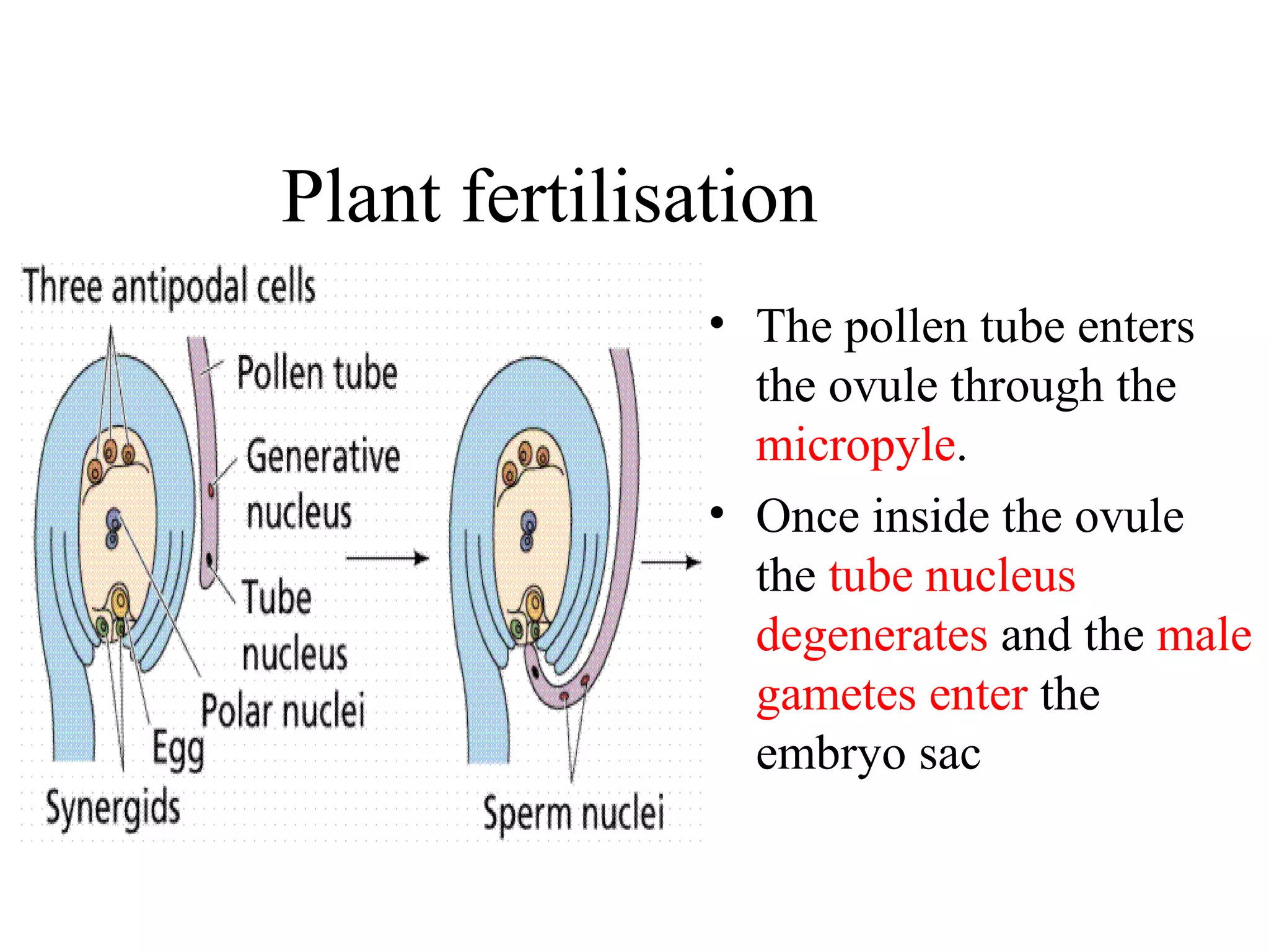Biology Form 5 Chapter 4 : 4.5 Reproduction in flowering plants | PPT