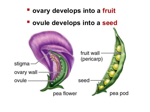 Fertilization In Pea Plants