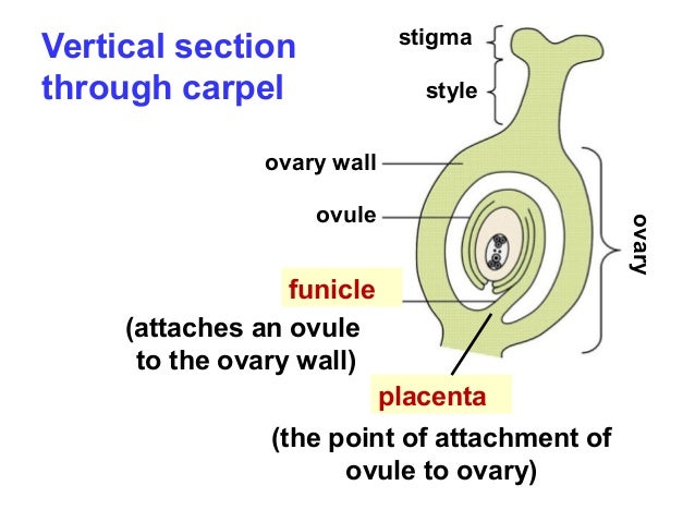 Biology Form 5 Chapter 4 : 4.5 Reproduction in flowering plants