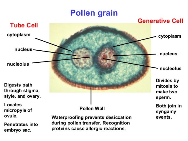 Biology Form 5 Chapter 4 : 4.5 Reproduction in flowering plants