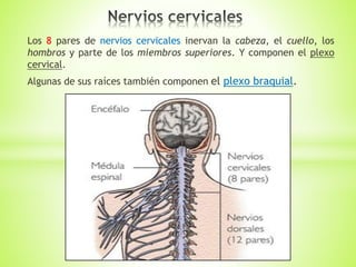 nervios espinales | PPTX