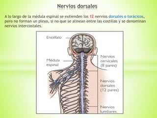 nervios espinales | PPTX
