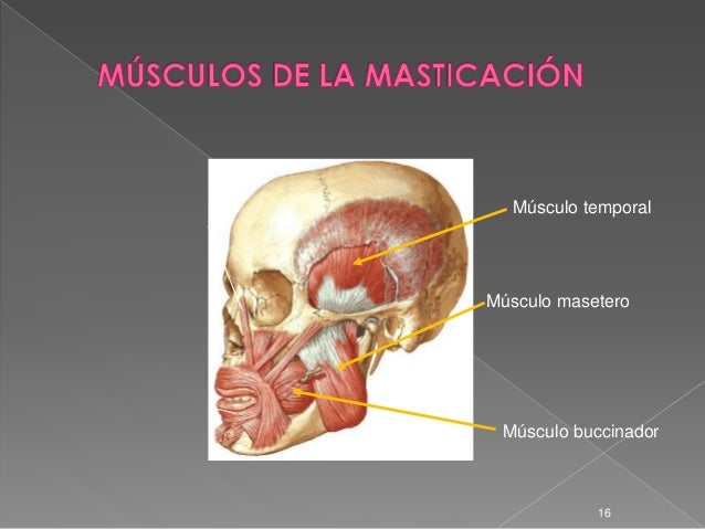 4. Cabeza y Cuello
