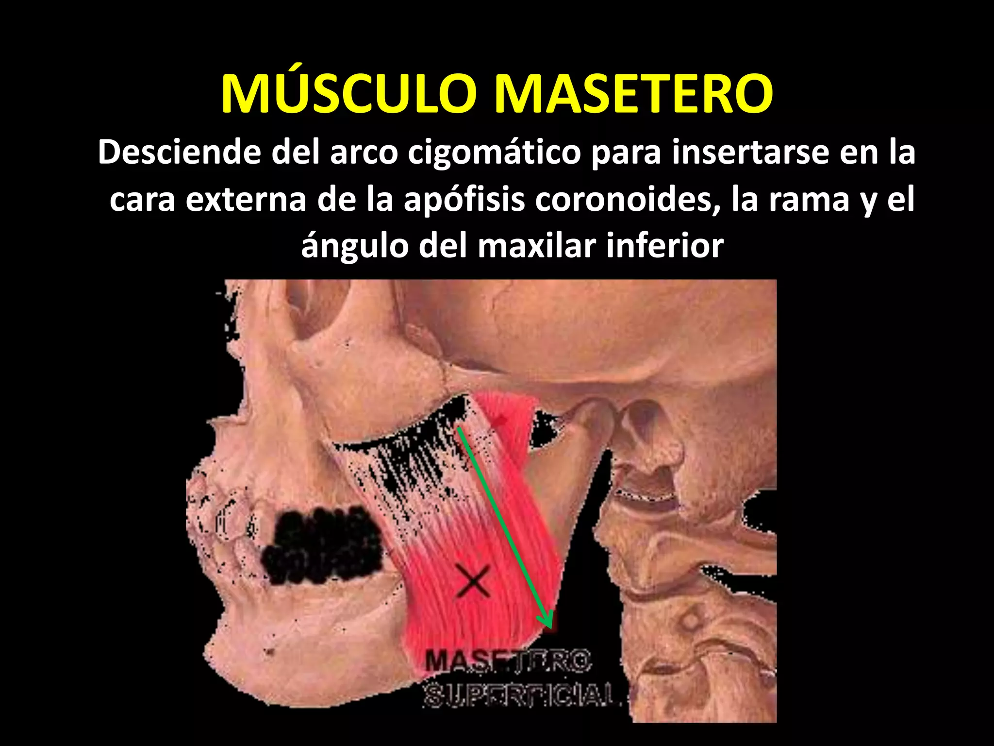 4. musculos de la masticació | PPTX | Bone and Joint Conditions ...