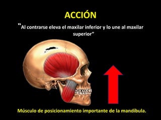 4. musculos de la masticació | PPTX