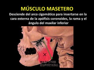 4. musculos de la masticació | PPTX