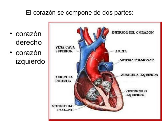 Las partes del corazon - Imagui