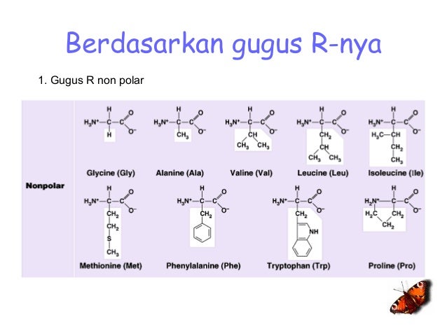 4.1.asam amino dan protein