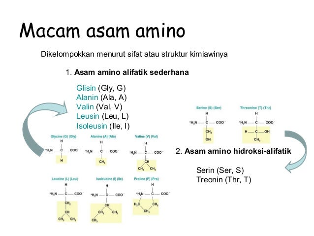 4.asam amino dan protein