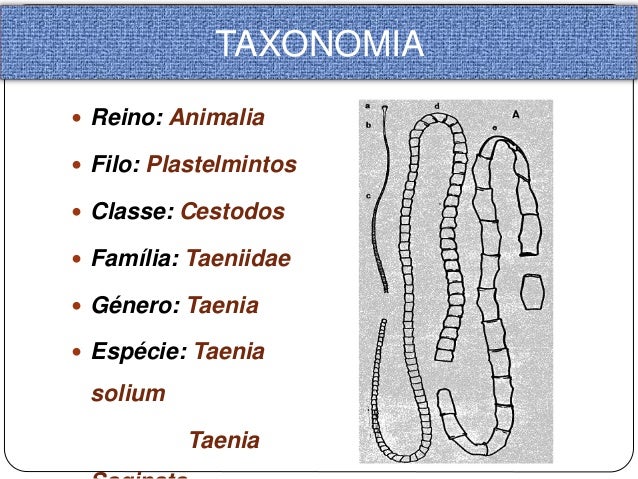 Tênia - Taenia