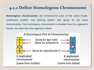 Homologous Chromosomes Definition