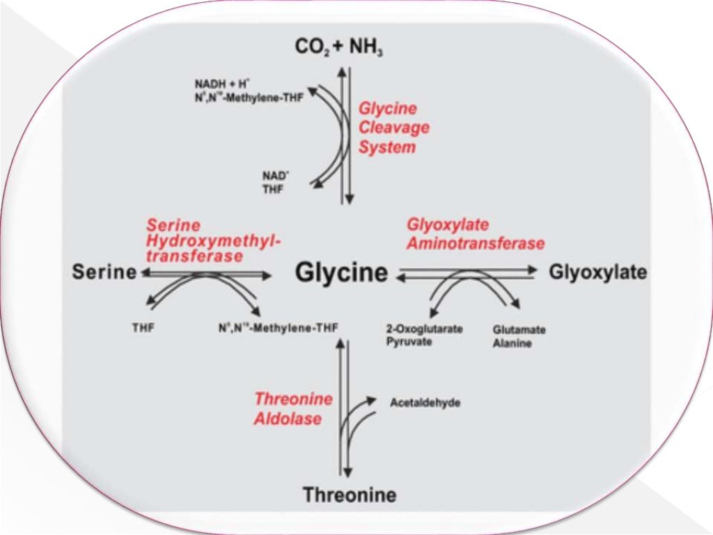 GLYCINE METABOLISM
