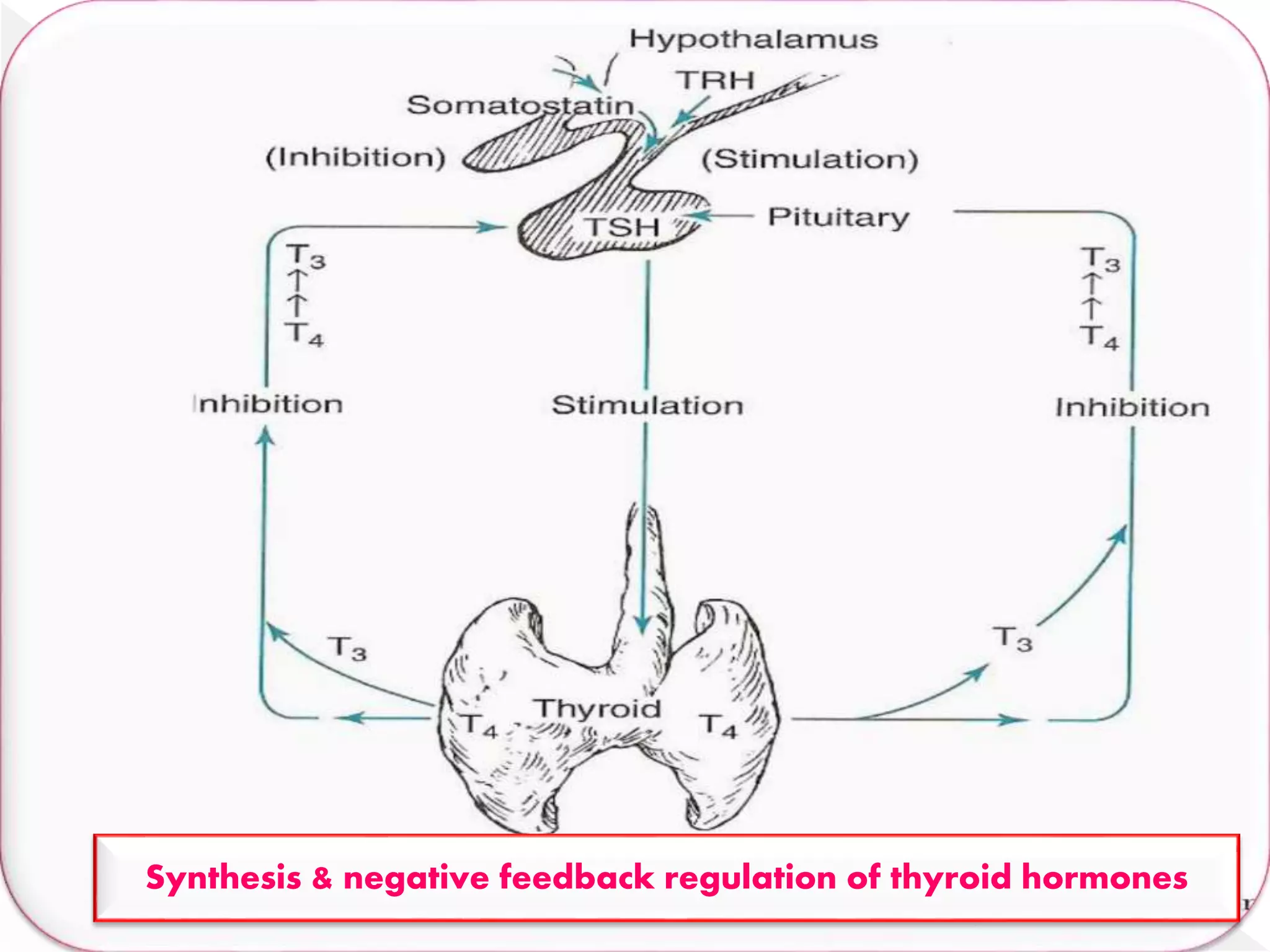 THYROID FUNCTION TESTS (TFT) | PPTX