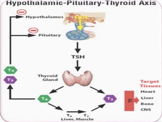THYROID FUNCTION TESTS (TFT) | PPTX