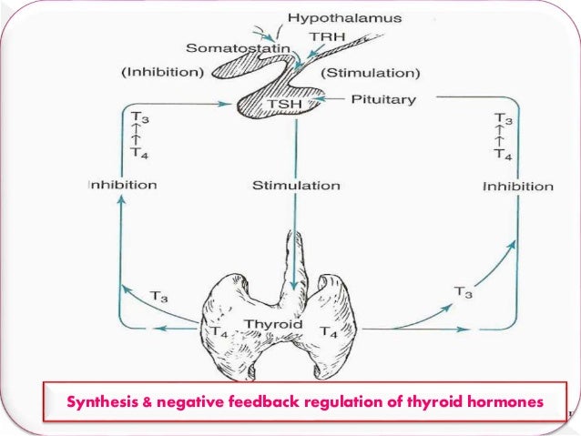 THYROID FUNCTION TESTS (TFT)