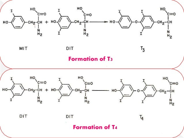 THYROID FUNCTION TESTS (TFT)