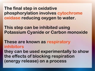 4. oxidative phosphorylation | PPT