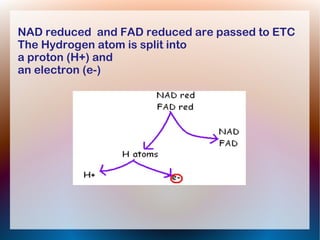 4. oxidative phosphorylation | PPT