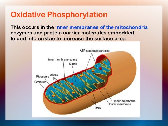4. oxidative phosphorylation